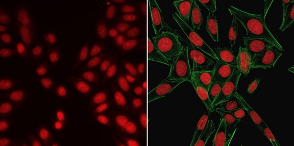 BioTracker NIR694 Nuclear Dye (Water) | SCT117